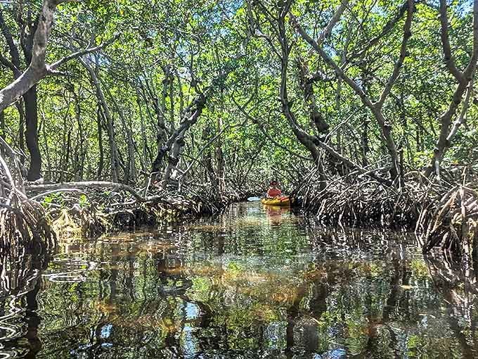 Paddling through these mangrove tunnels feels like entering Narnia, except instead of a wardrobe, you went through a really scenic waterway.