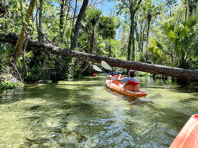 The ultimate "duck under or turn around" decision point. These fallen giants create natural gateways that add a touch of adventure to every journey.