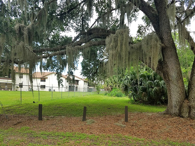 Spanish moss drapes from ancient oaks, creating a natural canopy that filters dappled sunlight onto the grassy lawn.