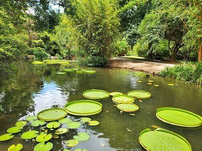Tranquil waterway magic: Where giant lily pads and crystal waters create a scene straight from a botanical fairy tale.