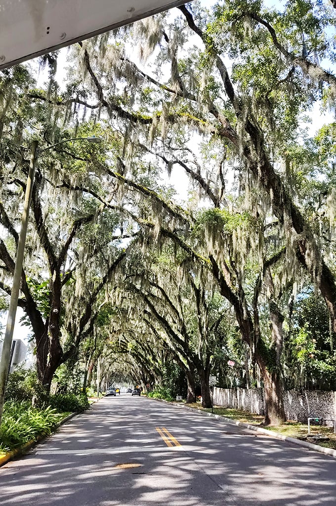 The main road transforms into a green tunnel where sunlight plays hide-and-seek through the canopy, creating a dappled dance of shadows on the pavement below.