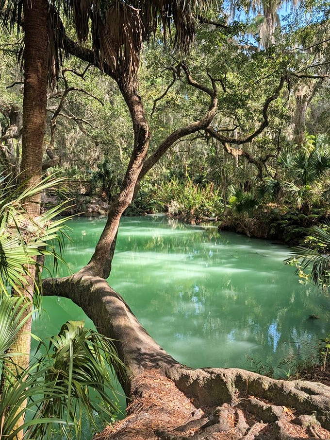 The heart of the park reveals itself &ndash; a pool of luminous jade water surrounded by ancient trees that have witnessed centuries of Florida history.
