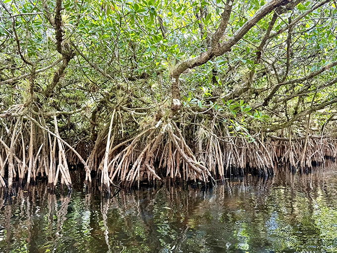 These tangled mangrove roots aren't just showing off&mdash;they're nature's multitaskers, preventing erosion while creating nurseries for countless marine species.