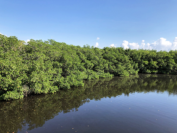 The dense mangrove forest creates a perfect mirror image on the still water, doubling nature's beauty in one breathtaking view.