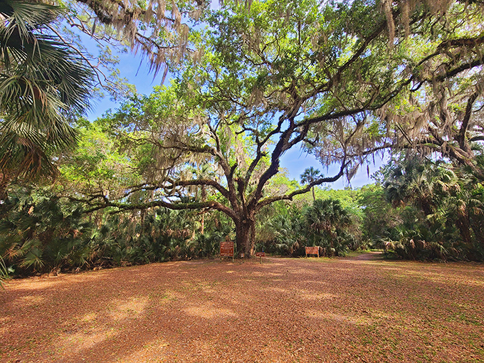 This massive tree has witnessed over four centuries of Florida history, its sprawling canopy offering shade to countless generations.