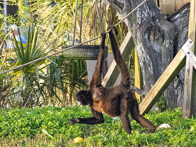 Swinging into action! This playful resident demonstrates why Monkey Island has become legendary for its acrobatic inhabitants and their entertaining antics.