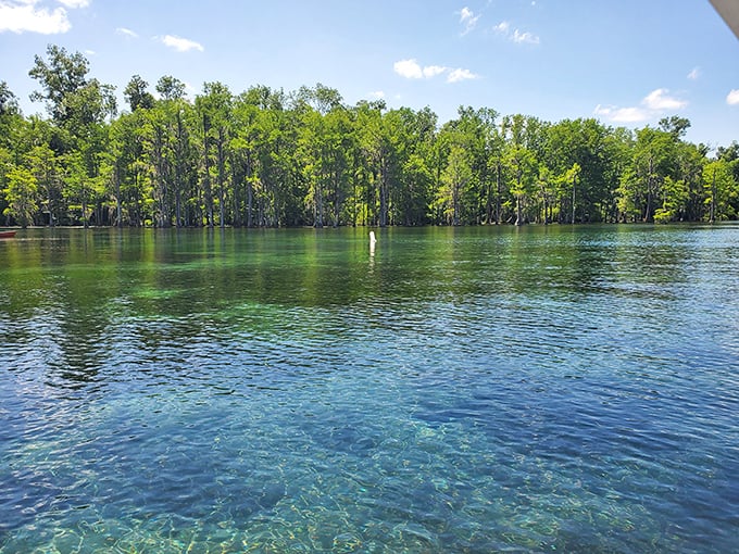 Mother Nature's infinity pool &ndash; where crystal-clear spring water creates a mirror-like surface reflecting towering cypress sentinels.