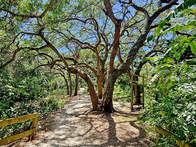 Ancient oaks form a majestic canopy over the trail, their gnarled branches telling stories of centuries gone by.