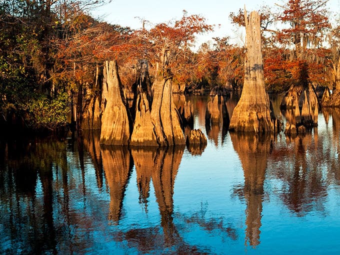 Nature's perfect mirror creates a double world of cypress knees and Spanish moss in this postcard-worthy scene.