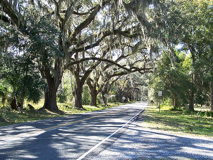 The scenic road winds beneath a cathedral of branches, where time seems to slow and worries fade with each curve.