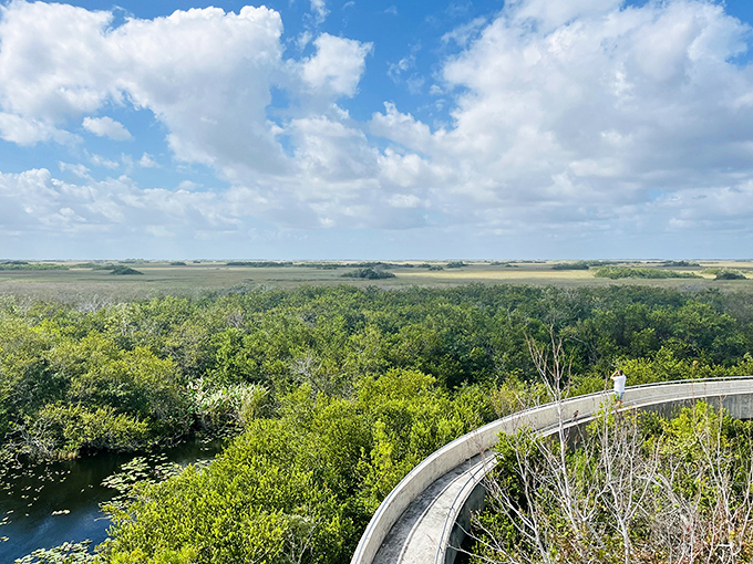 From this vantage point, the Everglades reveals its true nature, a mosaic of waterways and greenery that breathes with ancient rhythms.