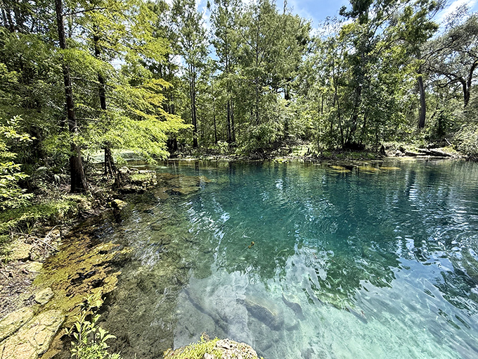The kind of blue that makes the Caribbean jealous &ndash; Peacock Springs offers a slice of paradise without the passport or overpriced drinks.
