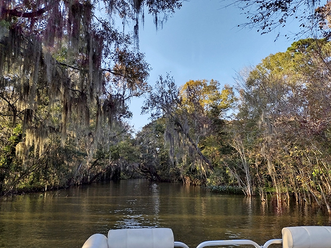 Mirror-like waters double the visual feast as ancient cypress trees and Spanish moss create a natural tunnel that feels like Florida's best-kept secret.