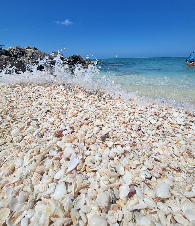 A carpet of seashells stretches along the shoreline, creating nature's most beautiful mosaic where every step reveals potential treasures.