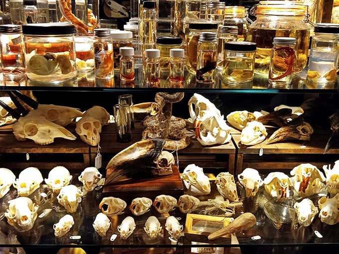 A macabre menagerie of skulls and specimens lines the shelves, each bone telling its own silent story to curious visitors.