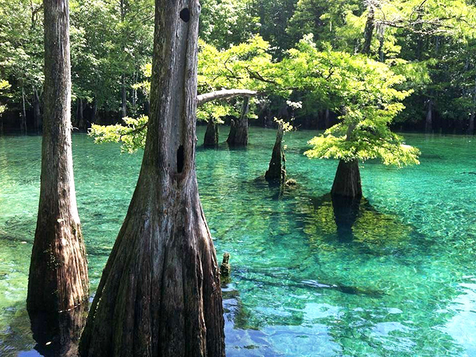 Crystal-clear waters and cypress knees &ndash; nature's version of an exclusive spa retreat without the new-age music.