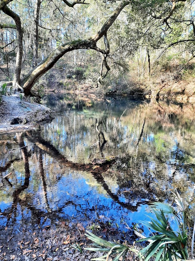 Where reflections come to dream: This tranquil swamp scene captures the perfect symmetry between sky and water.