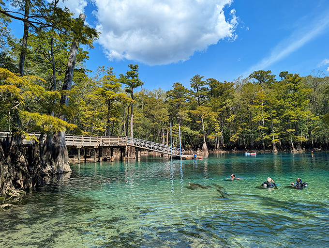 Swimmers enjoy the refreshing 68-degree waters year-round, with the spring's remarkable clarity making every dip feel like floating in liquid crystal.