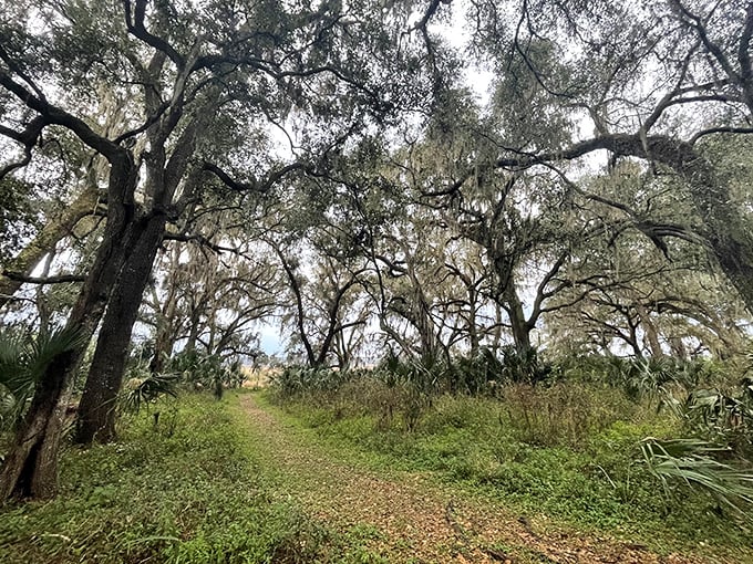 The trail beckons adventurers deeper into the preserve, promising discoveries that no smartphone notification could ever match.