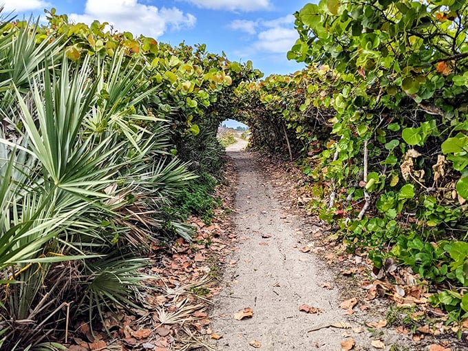Follow where it leads! This winding trail promises adventure with every turn, framed by sea grape leaves catching golden sunlight.