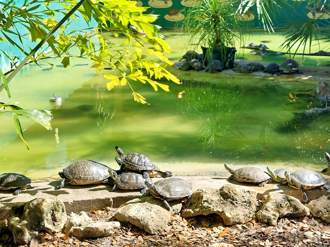 Turtles sunbathe like tiny prehistoric tanks, stacking themselves in a reptilian version of musical chairs that nobody seems in a hurry to win.