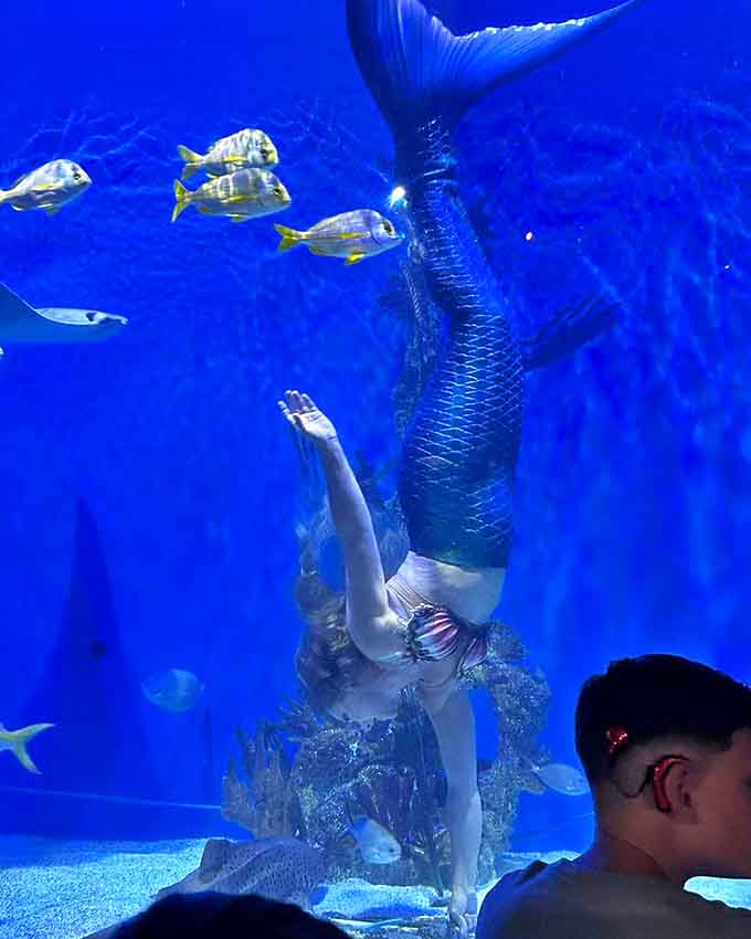 Defying gravity and expectations, this upside-down mermaid performer demonstrates the athletic prowess behind the fantasy, surrounded by curious fish companions.