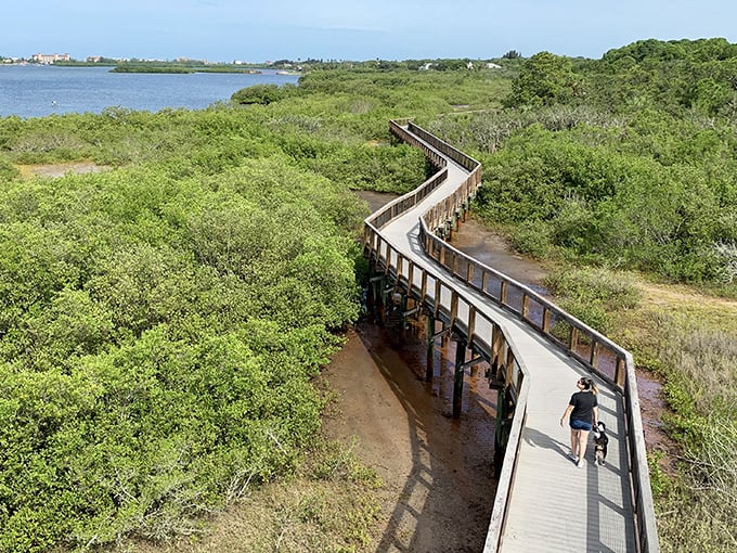 The boardwalk curves like a question mark through the mangroves, inviting exploration with every bend.
