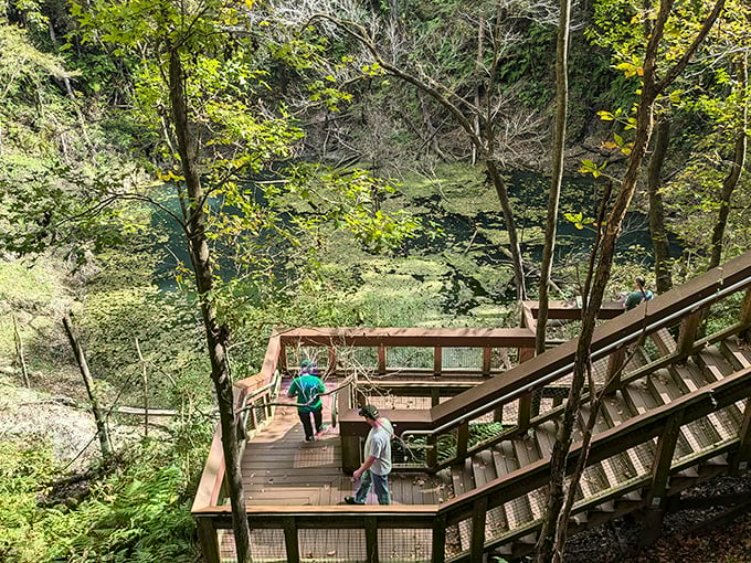 The wooden staircase isn't just 236 steps &ndash; it's a time machine taking you through millions of years of Florida's geological history with each descent.