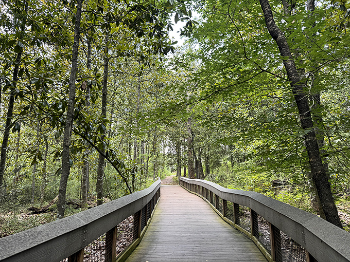 Stroll through the lush, green canopy on this peaceful boardwalk at Falling Waters State Park. A perfect Florida nature escape.