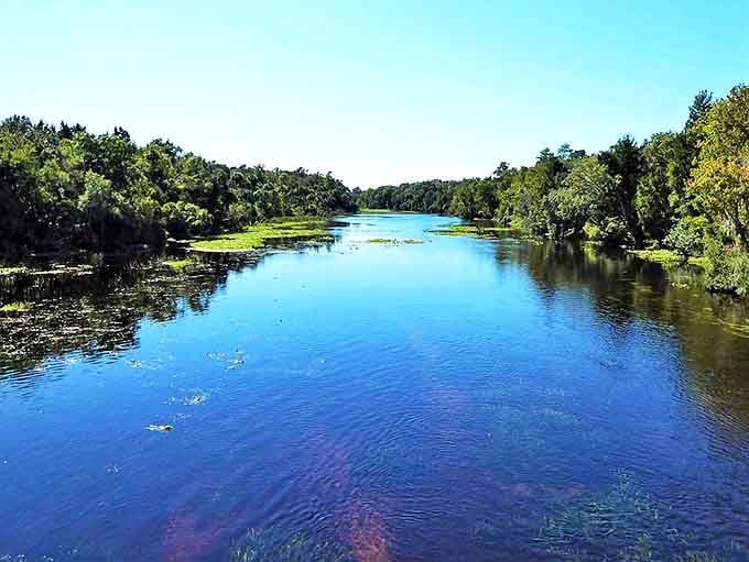 Ocala National Forest's crystal waters carve a blue highway through emerald shores, inviting adventurers to float between worlds of water and woods.