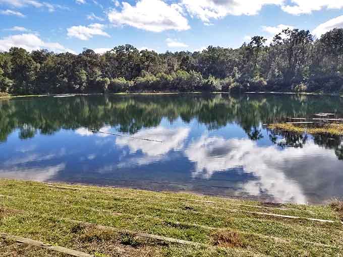 Morning mist kisses the glassy surface of Ocala's hidden waters, where sky and forest merge in a perfect reflection that doubles the beauty.