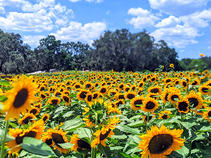2b. sweetfields farm (brooksville)