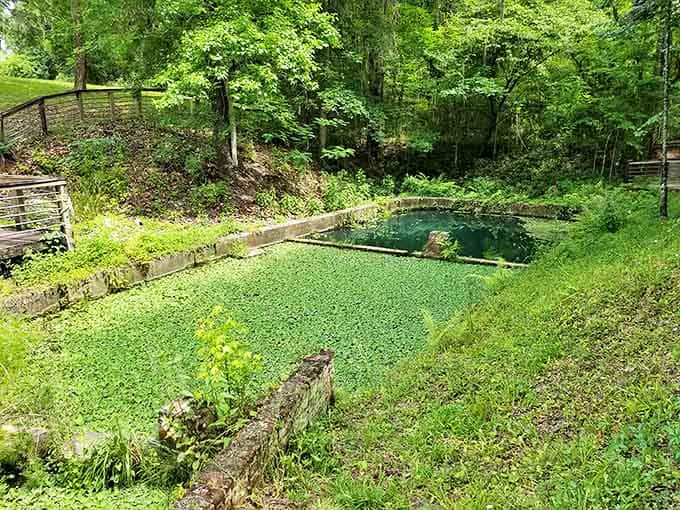 Nature reclaims what humans built – algae creates a vibrant green carpet across the historic basin that once supplied Gainesville's water.