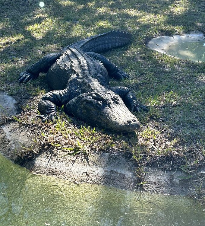 This alligator isn't contemplating life's mysteries – he's just digesting lunch while perfecting that "I was here when dinosaurs roamed" thousand-yard stare.