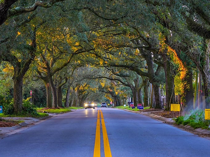Oak trees throwing shade in the best possible way! This natural tunnel offers a cool respite from Florida's famous sunshine.