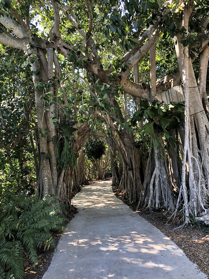 Nature's cathedral: walking through this banyan tunnel feels like entering a sacred space where trees have been plotting something magnificent.