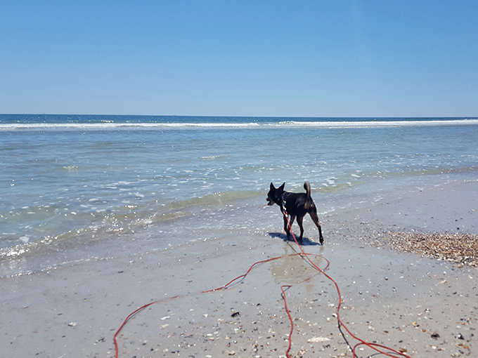 Four-legged beach critics give Hanna Park's shoreline two paws up for perfect shell-hunting and wave-chasing conditions.