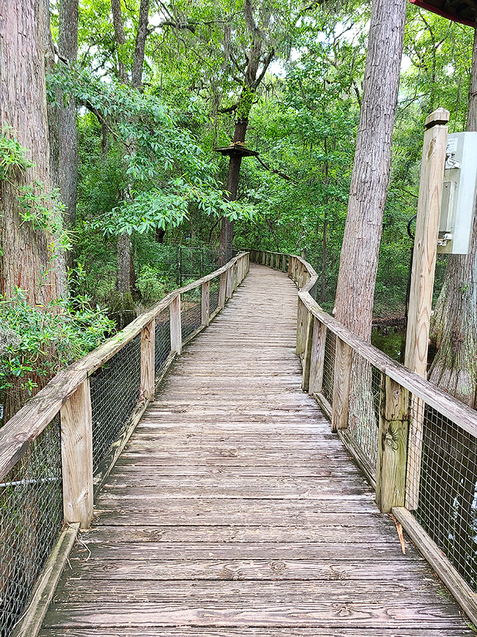 This wooden boardwalk doesn't just connect exhibits&mdash;it's a pathway through time, suspended between yesterday's Florida and today's.