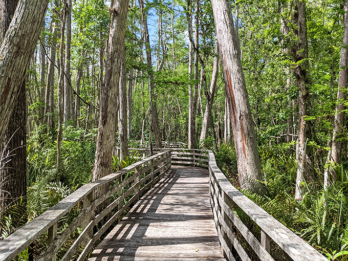 The sanctuary's elevated boardwalk offers front-row seats to nature's greatest show, no ticket required except your sense of wonder.