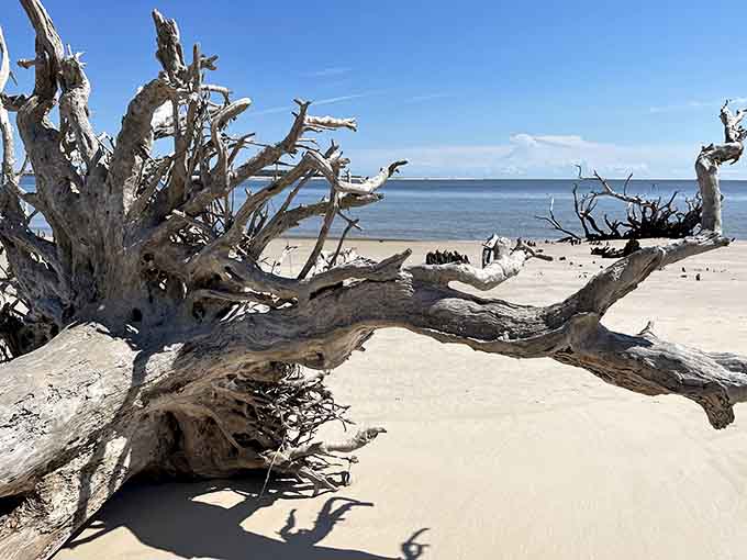 Sun-bleached and salt-weathered, this driftwood has more character than most people you'll meet, and it's definitely seen some things in its time.