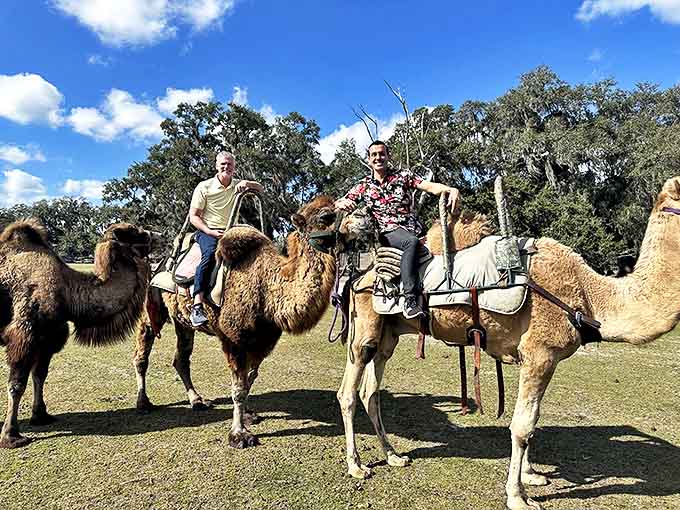 Desert ships in the Sunshine State! Visitors enjoy a unique perspective of the ranch while gently swaying atop these surprisingly graceful camels.