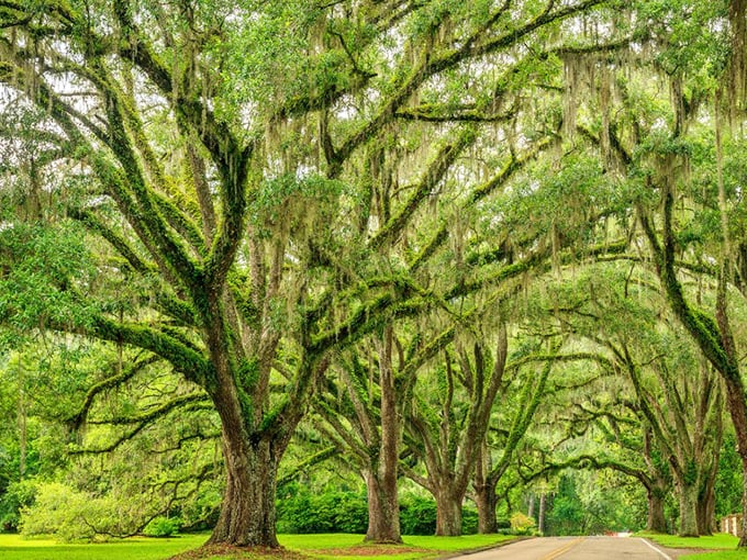 Ancient oaks stretch their massive limbs across the roadway, creating a natural archway that's been centuries in the making.