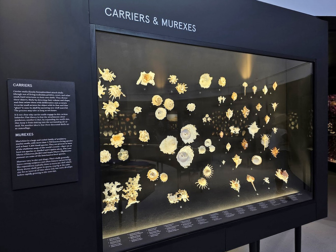 The Carriers & Murexes display transforms what could be "just shells" into a mesmerizing natural art gallery that would make any museum curator jealous.