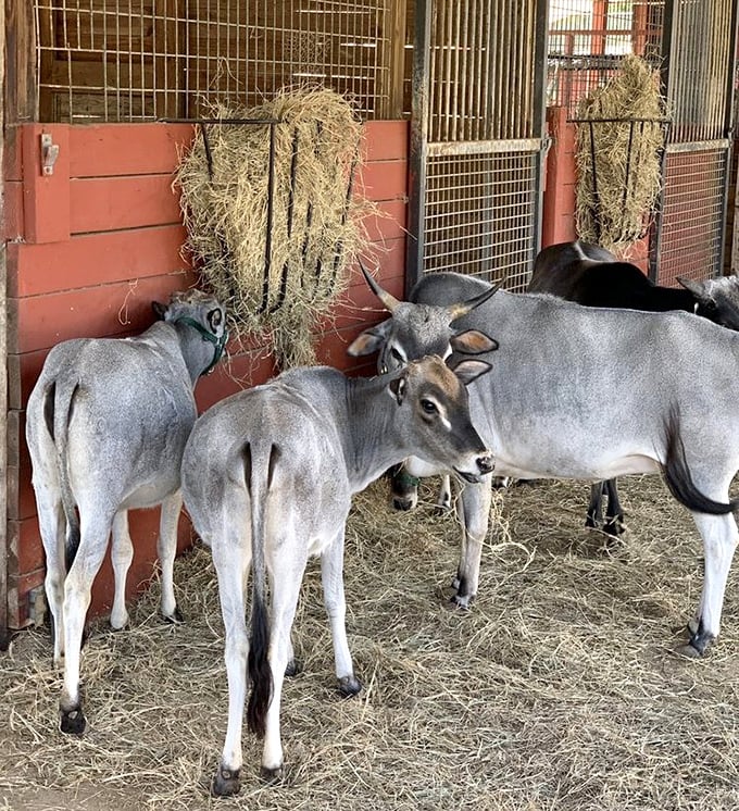 Gentle-eyed cattle line up for mealtime, their peaceful demeanor a reminder of nature's unhurried rhythms.