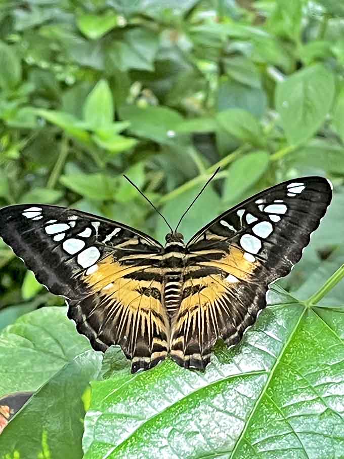 This stunning specimen shows off nature's artistic side, proving that evolution has better taste in color combinations than most interior designers.