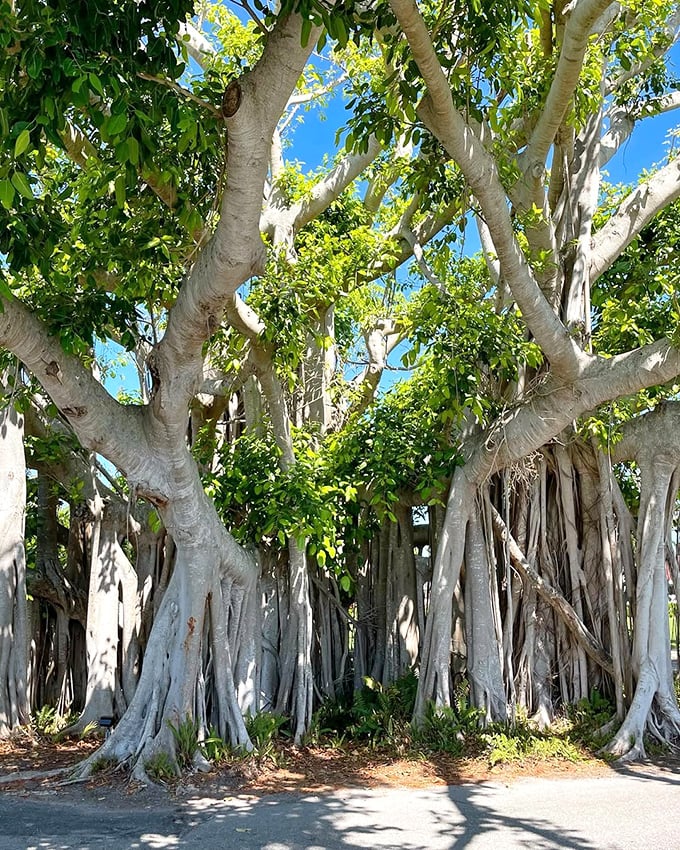 These botanical skyscrapers reach skyward with twisted trunks that look like they're having a very slow dance party.
