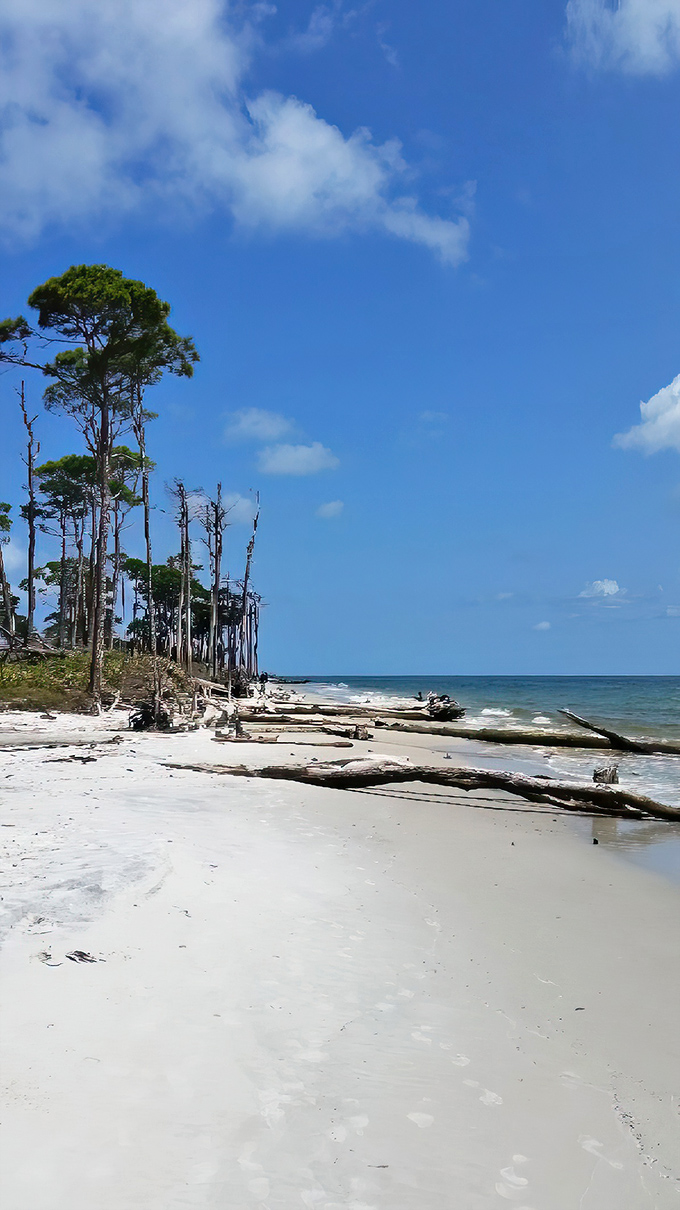 Tall pines reach skyward along this untouched coastline, where the boundary between land and Gulf becomes a beautiful negotiation.