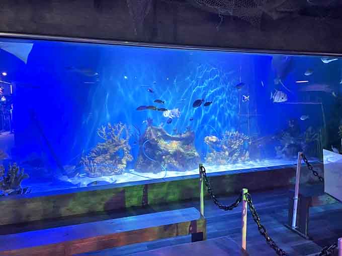 Vibrant tropical fish dart through azure waters, creating a living kaleidoscope that would make even the most serious adult press their nose against the glass.