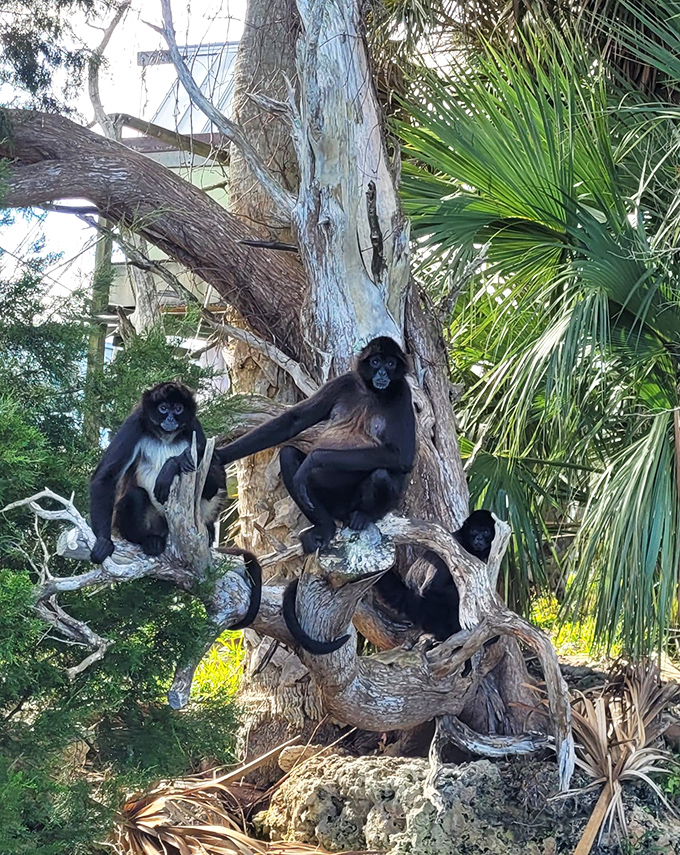 The spider monkeys of Homosassa enjoy their elevated perch, surveying their watery kingdom with the casual confidence of creatures who know they've got a sweet deal.