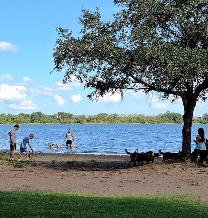 Family bonding takes on new meaning as parents and pups wade together in Lake Baldwin's refreshing waters.